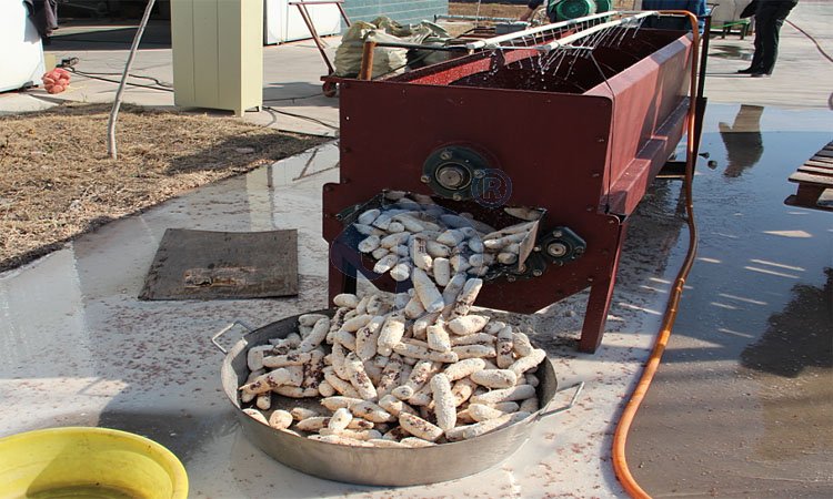 Cassava washing and peeling machine manufacturers|Cassava machinery ... Cassava washing and peeling machine manufacturers|Cassava machinery ...